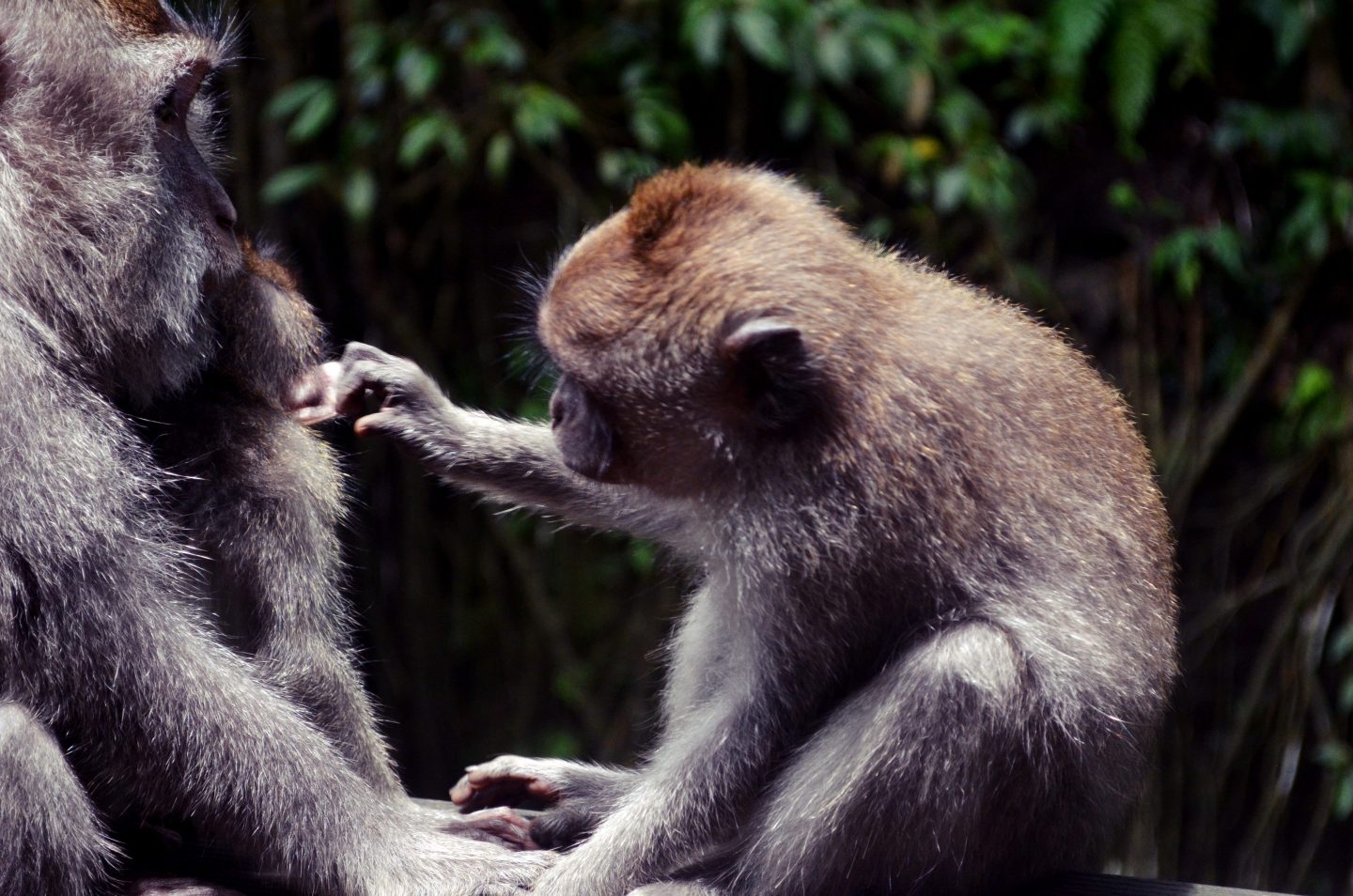 La forêt des singes à Ubud, Bali | ENABLA