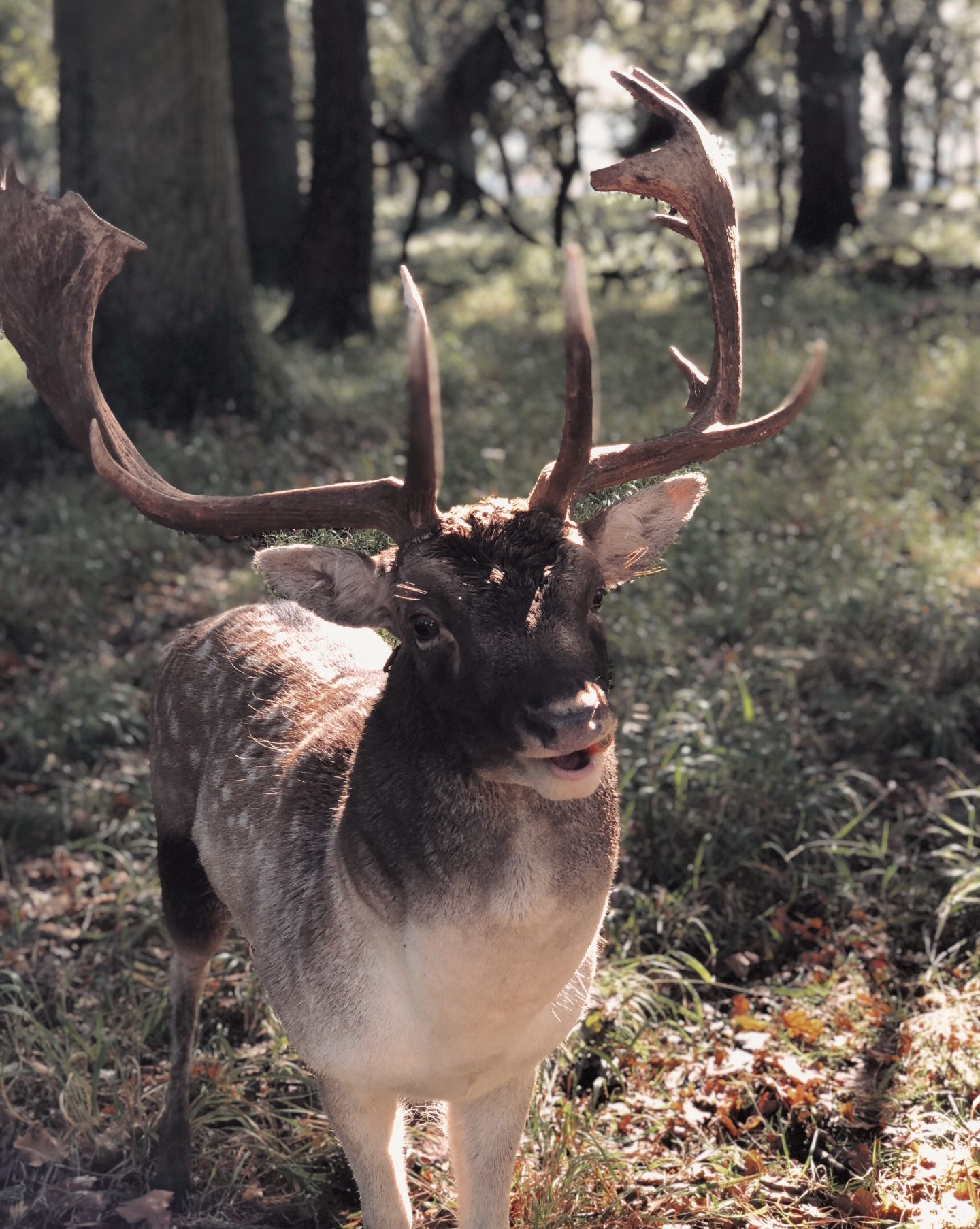 Phoenix Park : un moment privilégié avec les daims | ENABLA